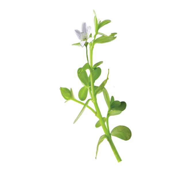 Bacopa organska - Himalaya | Beograd